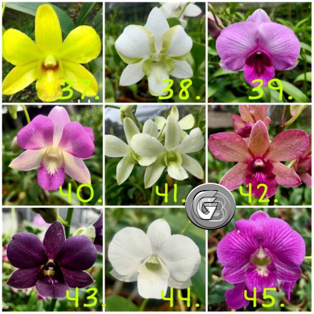 Jual Bibit bunga anggrek dendrobium bulat hybrid seedling | Shopee ...