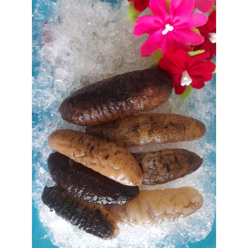 Jual TERIPANG / SEA CUCUMBER / HAISOM 100 BASAH JENIS GOSOK SIAP MASAKi ...