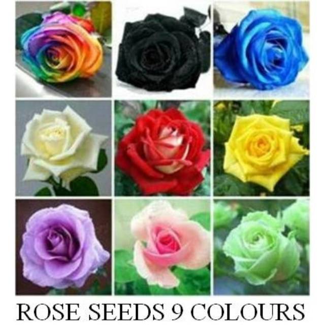 Jual Benih Bibit Biji Bunga Mawar 9 Warna( 5 biji per warna ) Indonesia ...