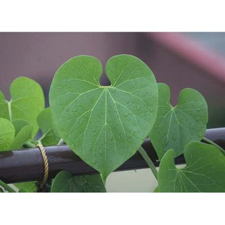 Jual Daun Brotowali Pohon Antawali Segar Fresh 30 Lembar | Shopee Indonesia