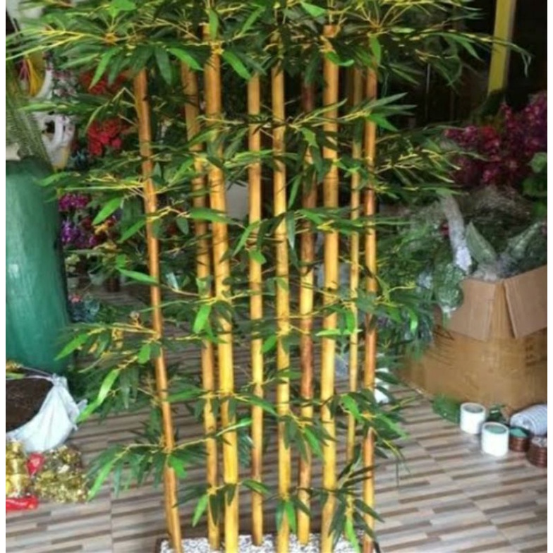 Jual BIBIT BAMBU KUNING SEGAR, BIBIT BAMBU KUNING TERBAIK (BIBIT ...