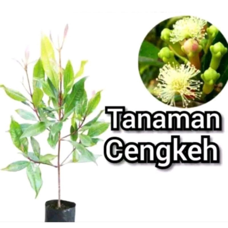 Jual Pohon Cengkeh Zanzibar unggul tinggi 30cm | Shopee Indonesia