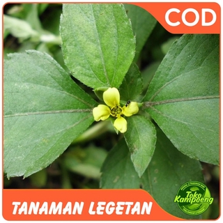 Jual Herbal daun legetan 500 gram segar / baru petik Indonesia|Shopee ...