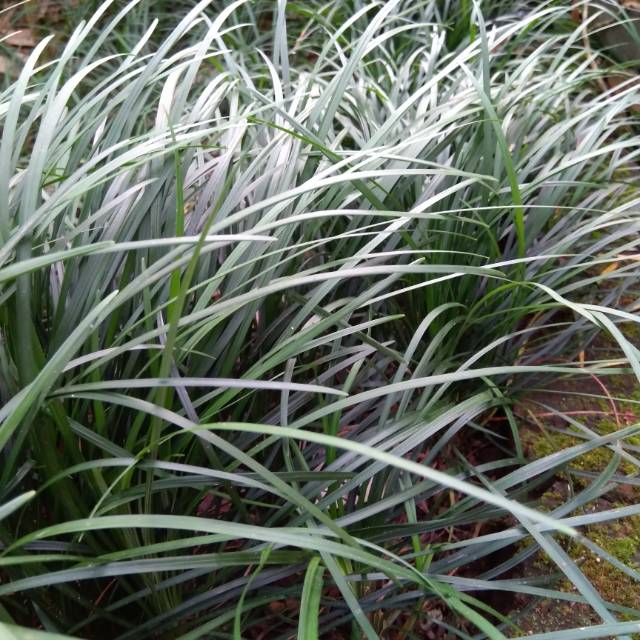 Jual Tanaman Kucai Mini pengganti rumput | Shopee Indonesia