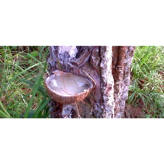 Jual Resin Getah pinus/untuk lebah trigona | Shopee Indonesia