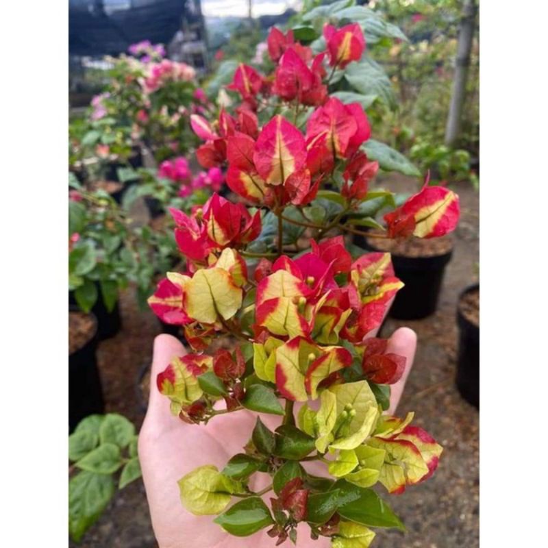 Jual PROMO!! TANAMAN HIAS BUGENVIL BUNGA KERTAS 3 WARNA//3 WARNA MIX ...
