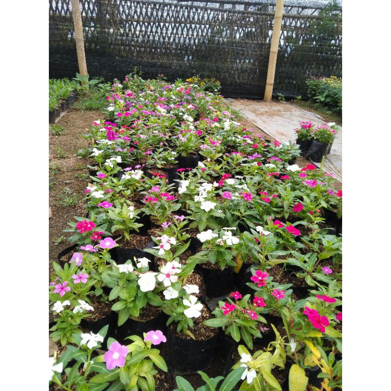 Jual Bunga Vinca | Shopee Indonesia