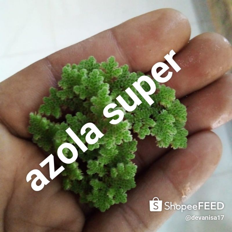 Jual BIBIT AZOLA 1KG BENIH AZOLLA | Shopee Indonesia