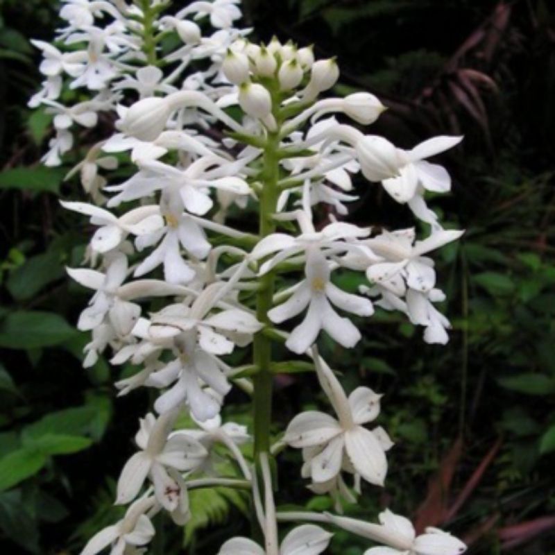 Jual anggrek tanah calanthe triplicata | Shopee Indonesia