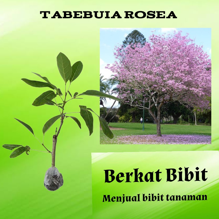 Jual Tanaman Tabebuia Rosea | Shopee Indonesia