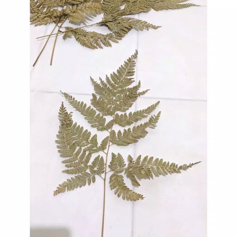 Jual Daun Pakis Natural | Shopee Indonesia