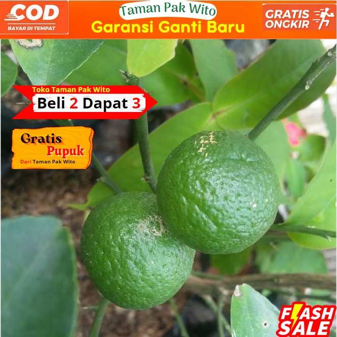 Jual Pohon Jeruk Limo / Limau / Jeruk Sambal Unggul Paling Cepat ...
