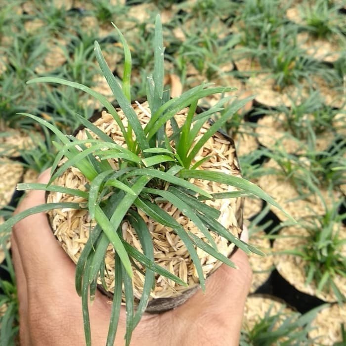 Jual Tanaman Kucay Kucai Mini Tanaman Pengganti Rumput | Shopee Indonesia