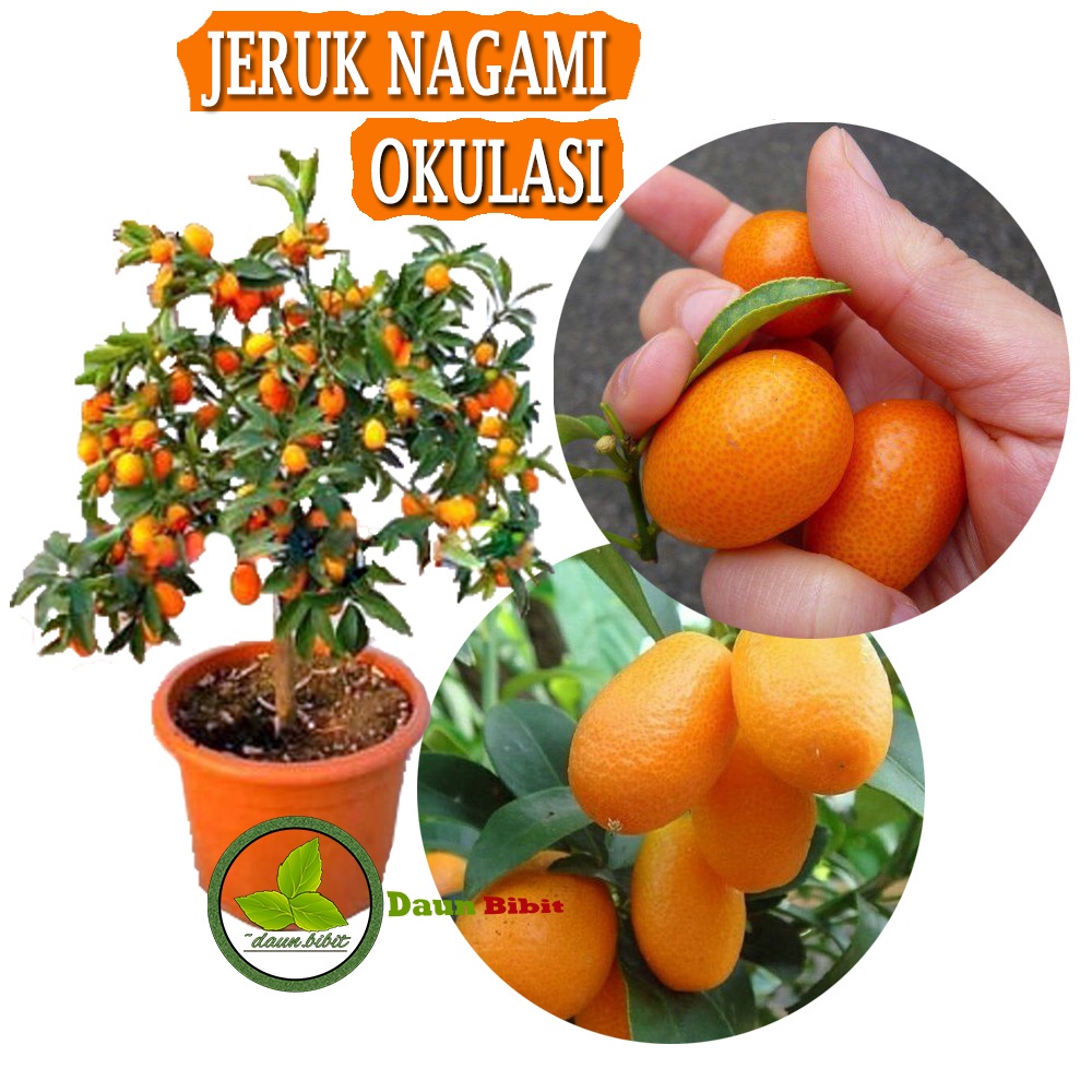 Jual Bibit Jeruk NAGAMI Buah bisa dimakan sekalian kulitnya Tanaman ...