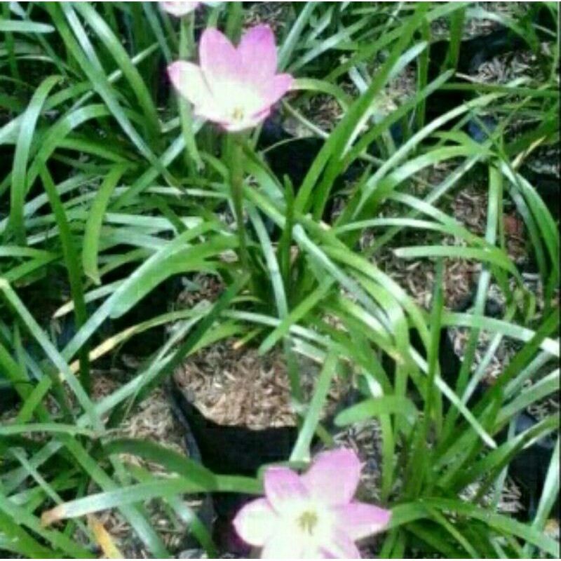 Jual tanaman hias lili hujan bunga ungu | Shopee Indonesia