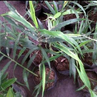 Jual TANAMAN HERBAL JAHE MERAH ZINGIBER OFFICINALE VAR RUBRUM. | Shopee ...