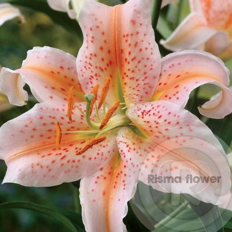 Jual Tanaman hias Bakung amarilis bunga orange bercak merah ( bunga ...