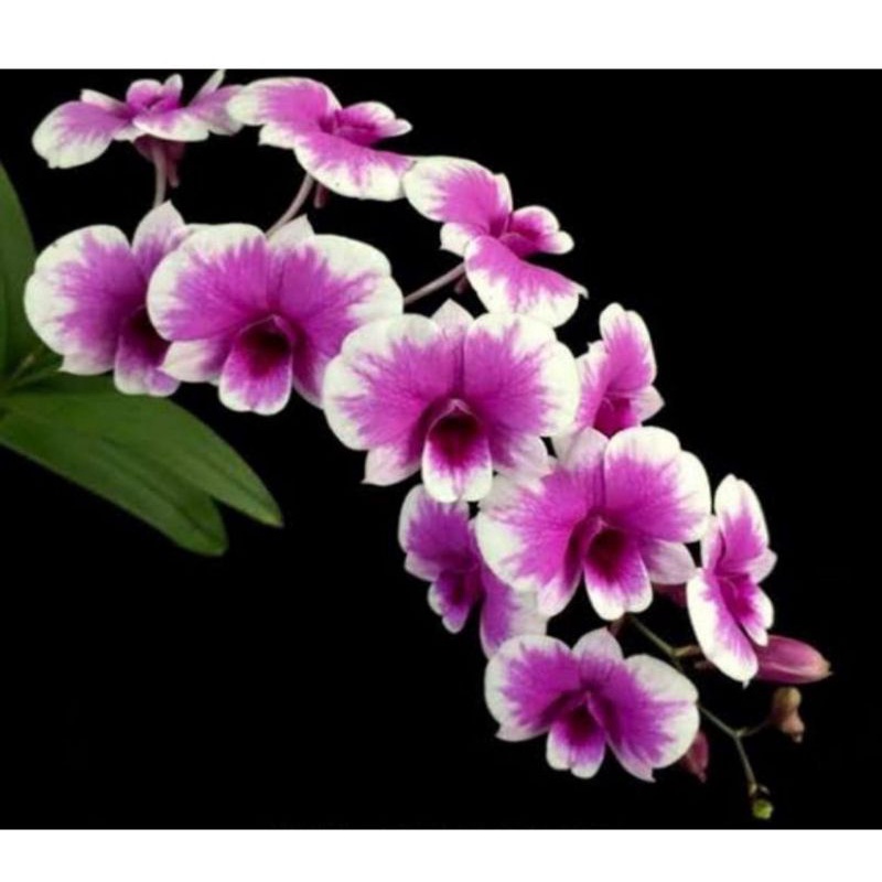 Jual dendrobium Yaya victory(anggrek mini) | Shopee Indonesia