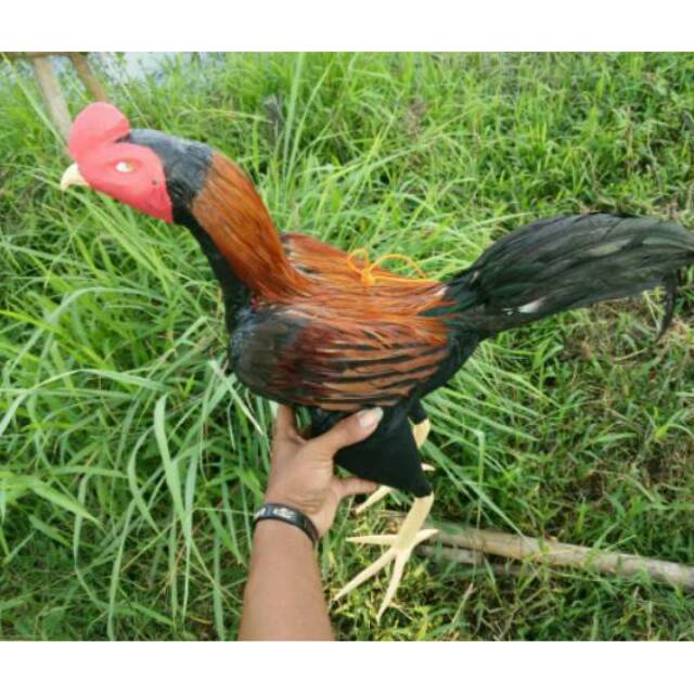 Jual Ayam Jago Aduan - Boneka Ayam Jago - Melatih Tarung Fisik Ayam ...