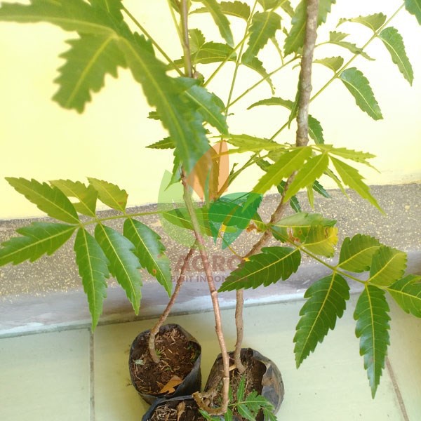 Bibit Pohon Mimba Unggul | Shopee Indonesia