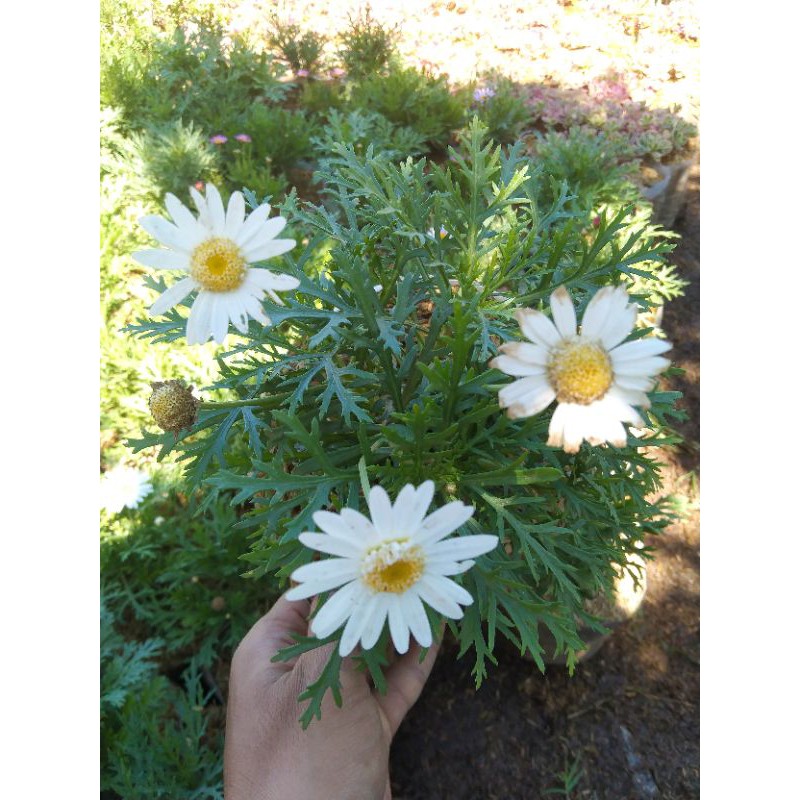 Jual Bunga Daisy bunga Desi putih | Shopee Indonesia