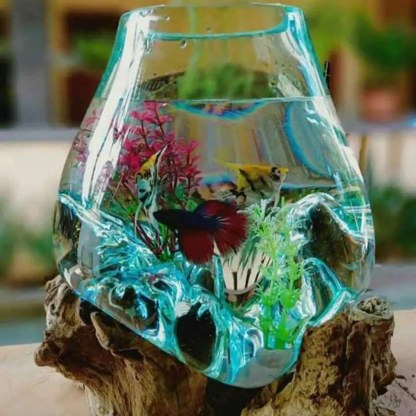 Jual AKUARIUM IKAN CUPANG / AQUASCAPE / AQUARIUM KAYU bunga kaca ...
