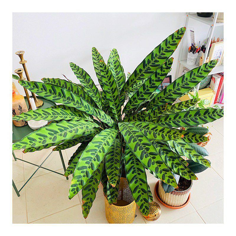 Jual Tanaman Hias Calathea Ekor Jago atau Maranta Ekor Ayam | Shopee ...