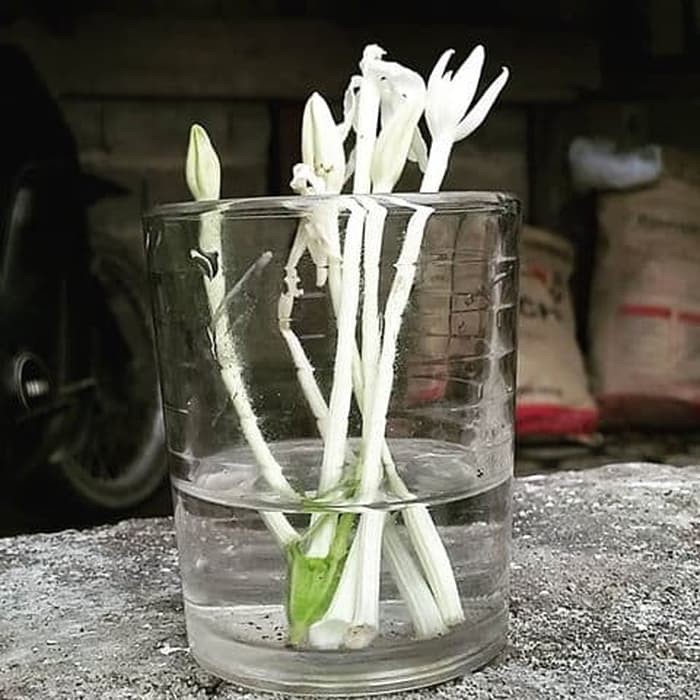 Paling Bagus 19+ Gambar Tanaman Bunga Kitolod - Gambar Bunga Indah