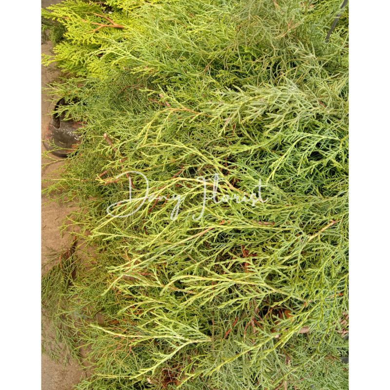 Jual BUNGA CEMARA POTONG per ikat CEMARA WANGI MURAH | Shopee Indonesia