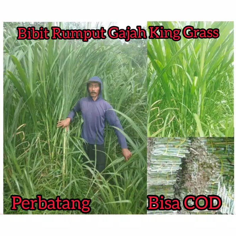 Jual Benih Rumput Gajah King Grass Perbatang | Shopee Indonesia