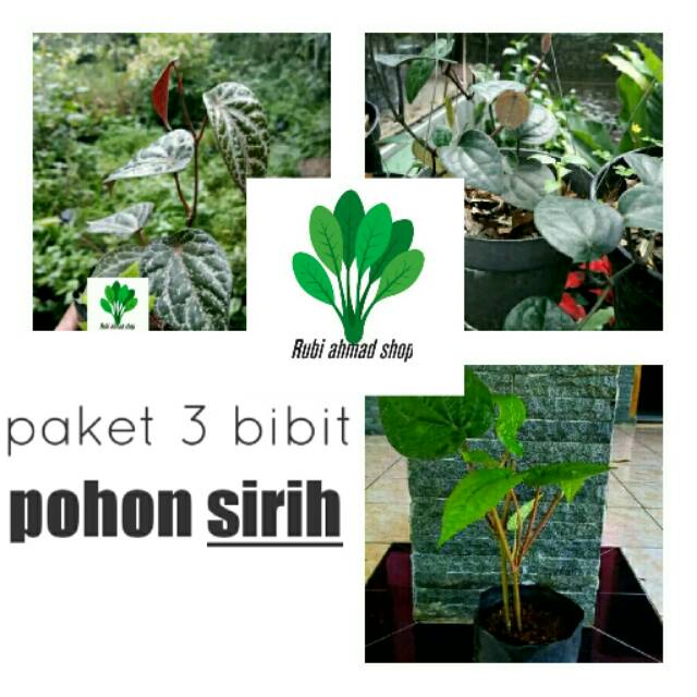 Jual paket 3 bibit pohon sirih-daun sirih-sirih merah-sirih hitam-sirih ... Jual paket 3 bibit pohon sirih-daun sirih-sirih merah-sirih hitam-sirih ...