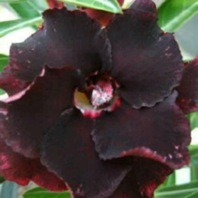 Wajib Tahu! Gambar Bunga Kamboja Warna Hitam yang Wajib Diketahui ...