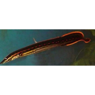 Jual ikan sili api Harga Terbaik & Termurah September 2022 | Shopee ...