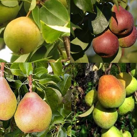Jual Bibit Benih Biji Buah Pir Common Pear Import - Grow Your Own Fruit ...