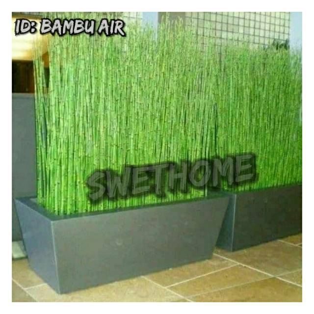Tanaman air bambu air tanaman pot air rimbun | Shopee Indonesia