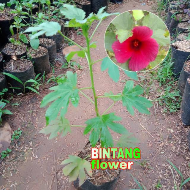 Jual bibit tanaman bunga rosella merah/rosella/Hibiscus sabdariffa lin ...
