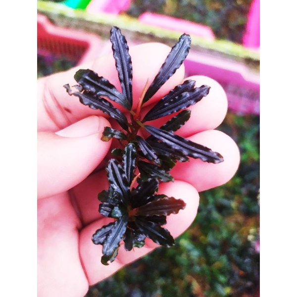 bucephalandra red flames silat hulu | pgmall