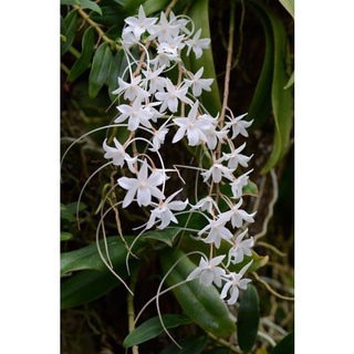 Jual Anggrek Merpati putih hidup (Dendrobium crumenatum) | Shopee Indonesia