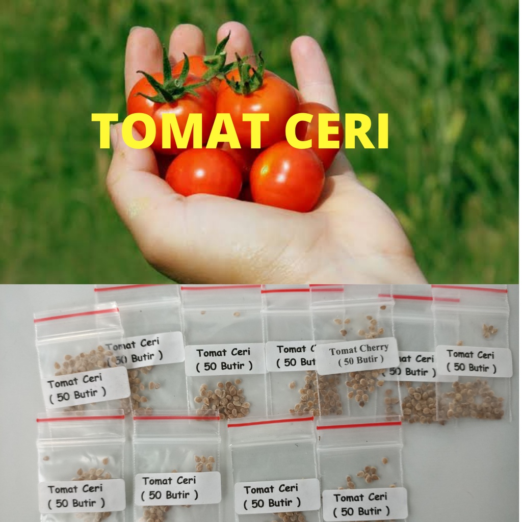 Jual Benih Tomat Ceri Isi 50 Biji Kualitas Terbaik | Shopee Indonesia