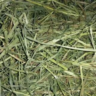Jual Rumput Timothy Hay Oxbow 1 kg Rumput Hay Makanan Kelinci Timothy ...