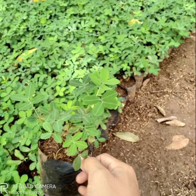 Jual Tanaman hias Landep pohon kacang kacangan | Shopee Indonesia