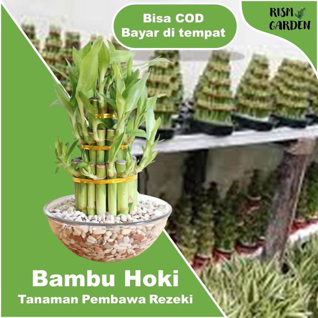 Jual paket cantik bambu hoki bambu cina lucky bamboo sri rezeki tiga ...
