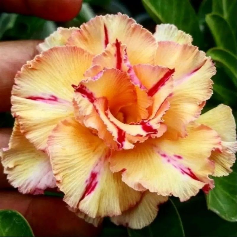 Jual pohon adenium Siam yellow ( Kamboja Jepang) / adenium bunga tumpuk ...