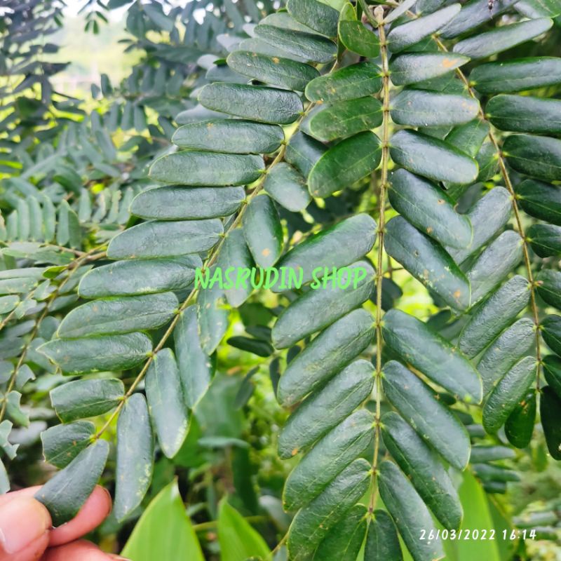 Jual DAUN TREMBESI 1KG / DAUN TRAMBESI KUNING SEGAR / KITOKE / ALBIZIA ...