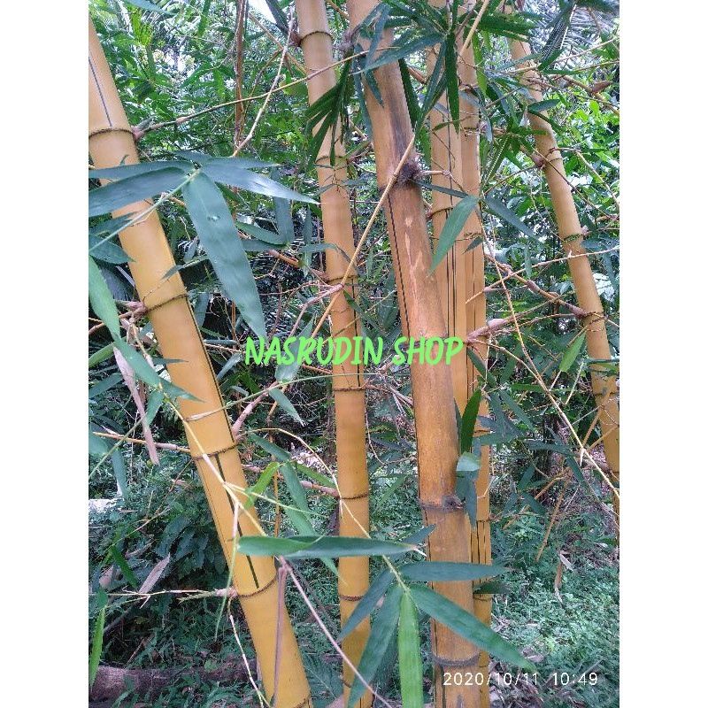 Jual POTONGAN BAMBU KUNING BESAR 50 CM | Shopee Indonesia