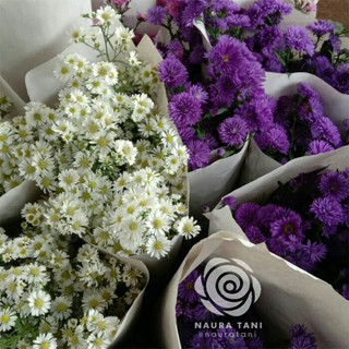 Jual bunga peacock Harga Terbaik & Termurah Oktober 2022 | Shopee Indonesia