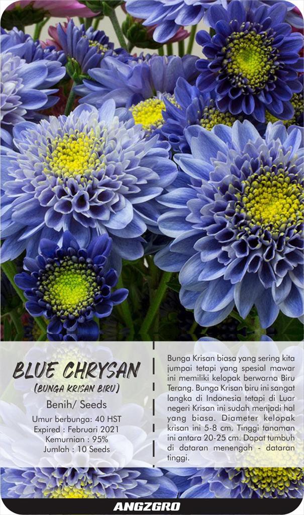 Jual BLUE CHRYSAN 20 BUTIR BENIH BUNGA KRISAN BIRU | Shopee Indonesia