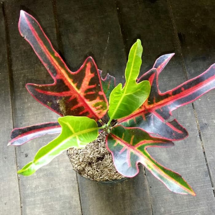 Jual tanaman hias puring z | pohon puring z | Shopee Indonesia