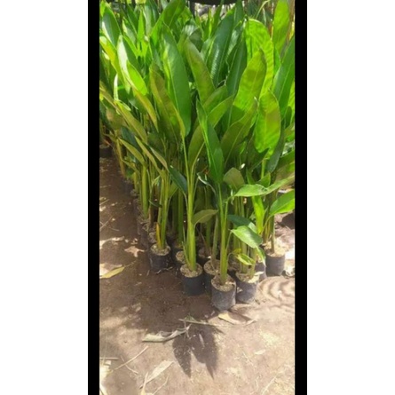 Jual pisang heliconia/pisang bogor Indonesia|Shopee Indonesia