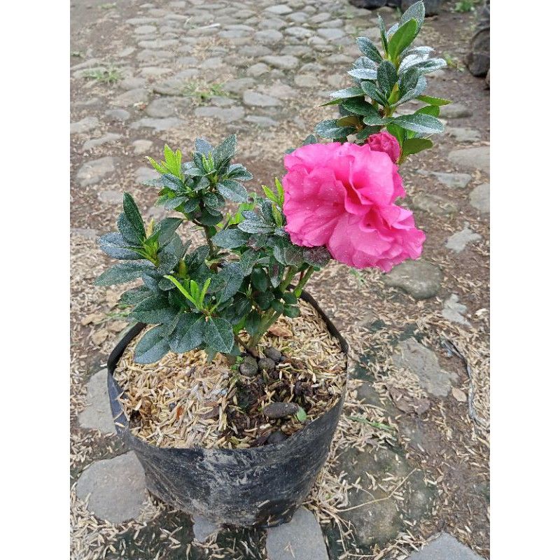 Jual bunga azalea pink | Shopee Indonesia